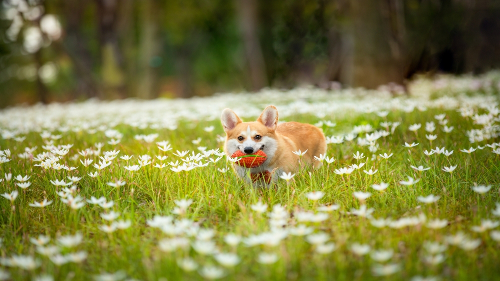 汪汪GO·狗子森林迎新年 与毛孩共赴新年之约-游侠客旅行