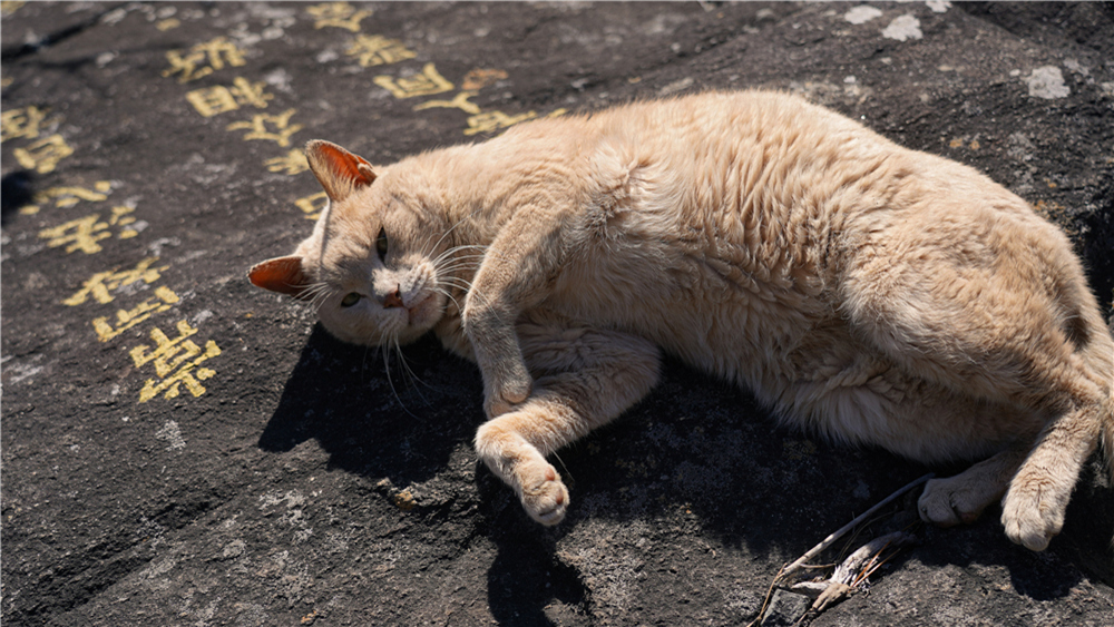 临安东天目，攀登大仙顶1479，徒步禅林古道-游侠客旅行